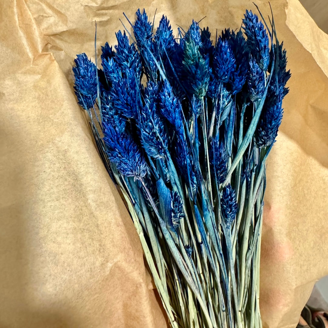 Phalaris - Dark Blue - Dried Flowers Forever - DIY