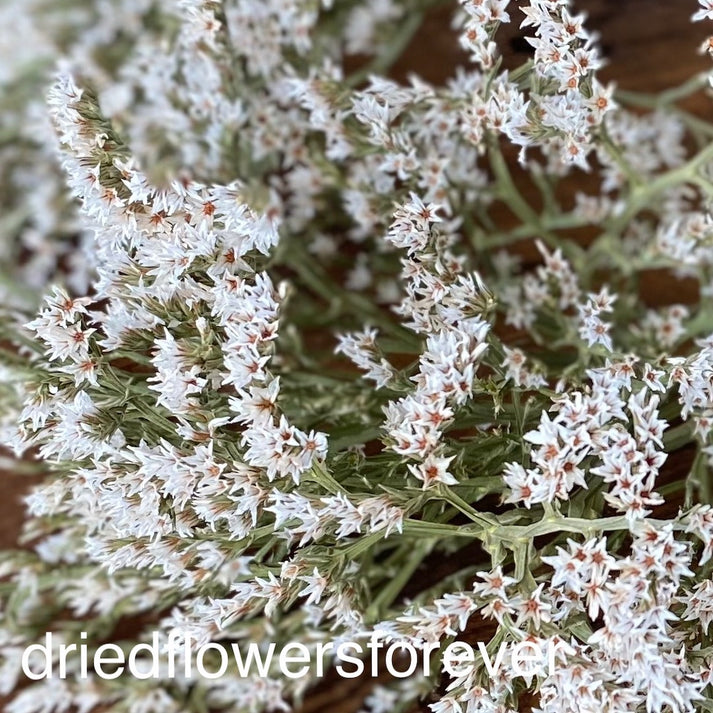 German Statice - Dried Flowers Forever - DIY