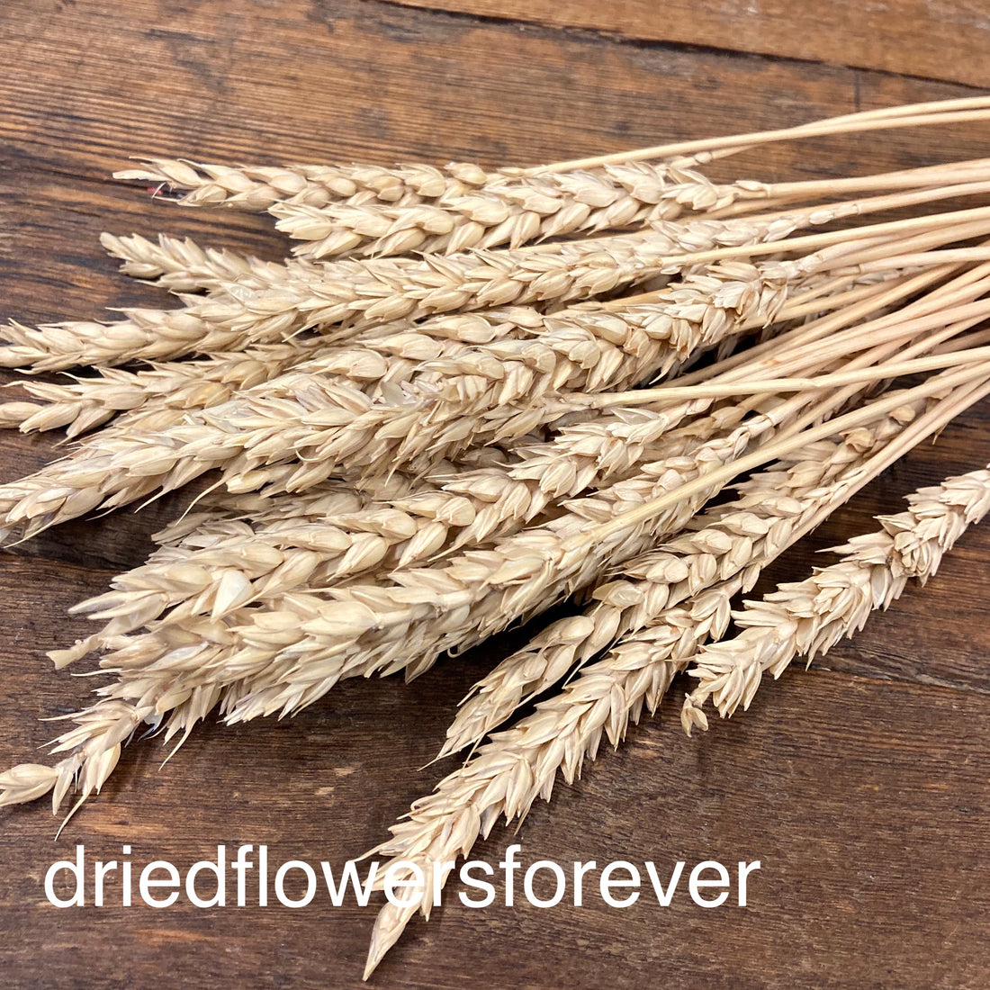 Tan Awnless Wheat - Dried Flowers - DIY – Dried Flowers Forever