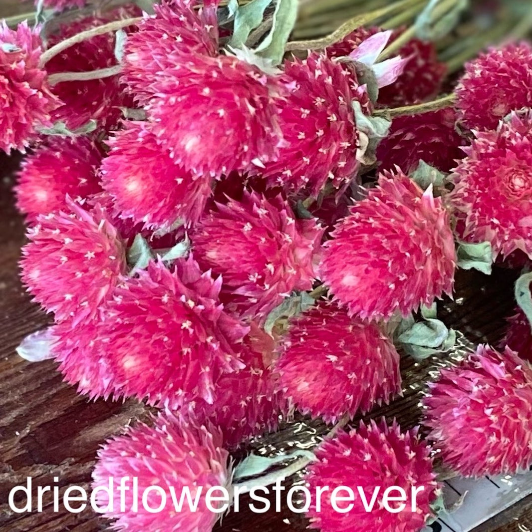 Bulk Dried Flowers for Weddings & DIY | Dried Flowers Forever – Page 2