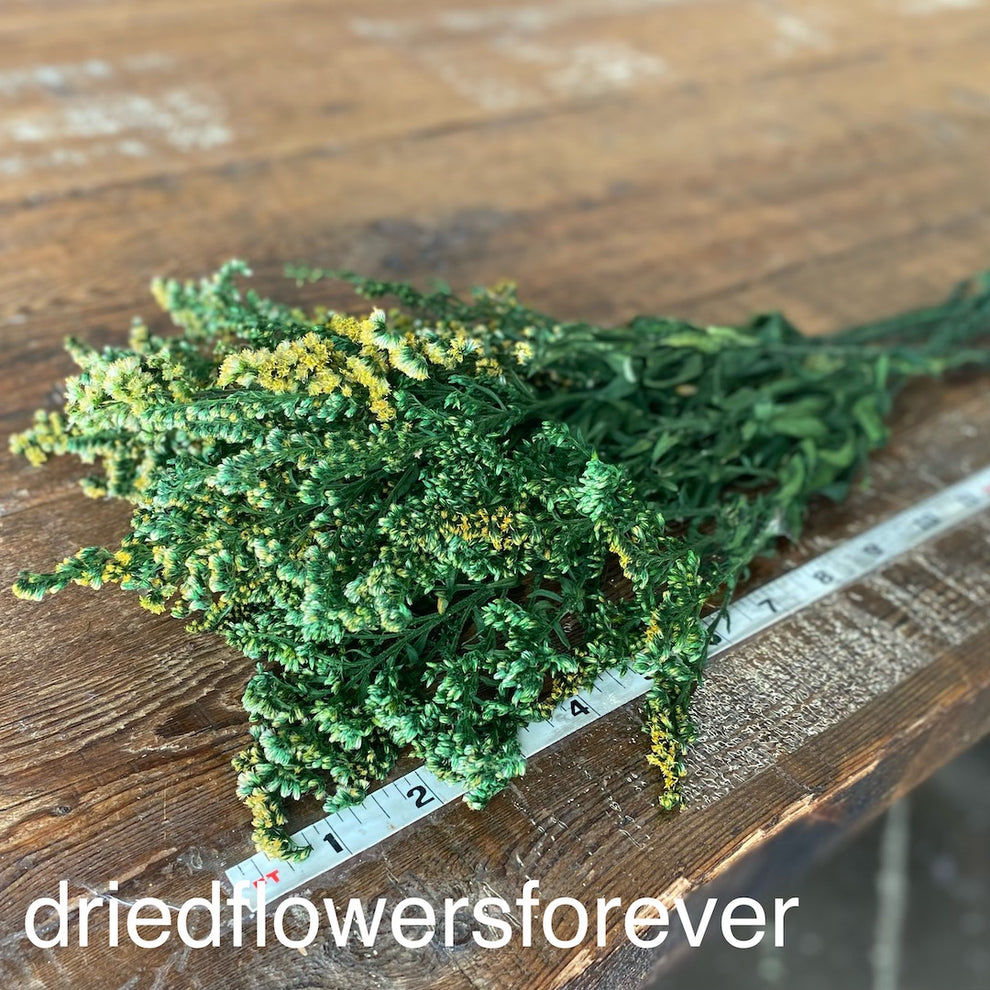 Goldenrod - Green - Dried Flowers Forever - DIY