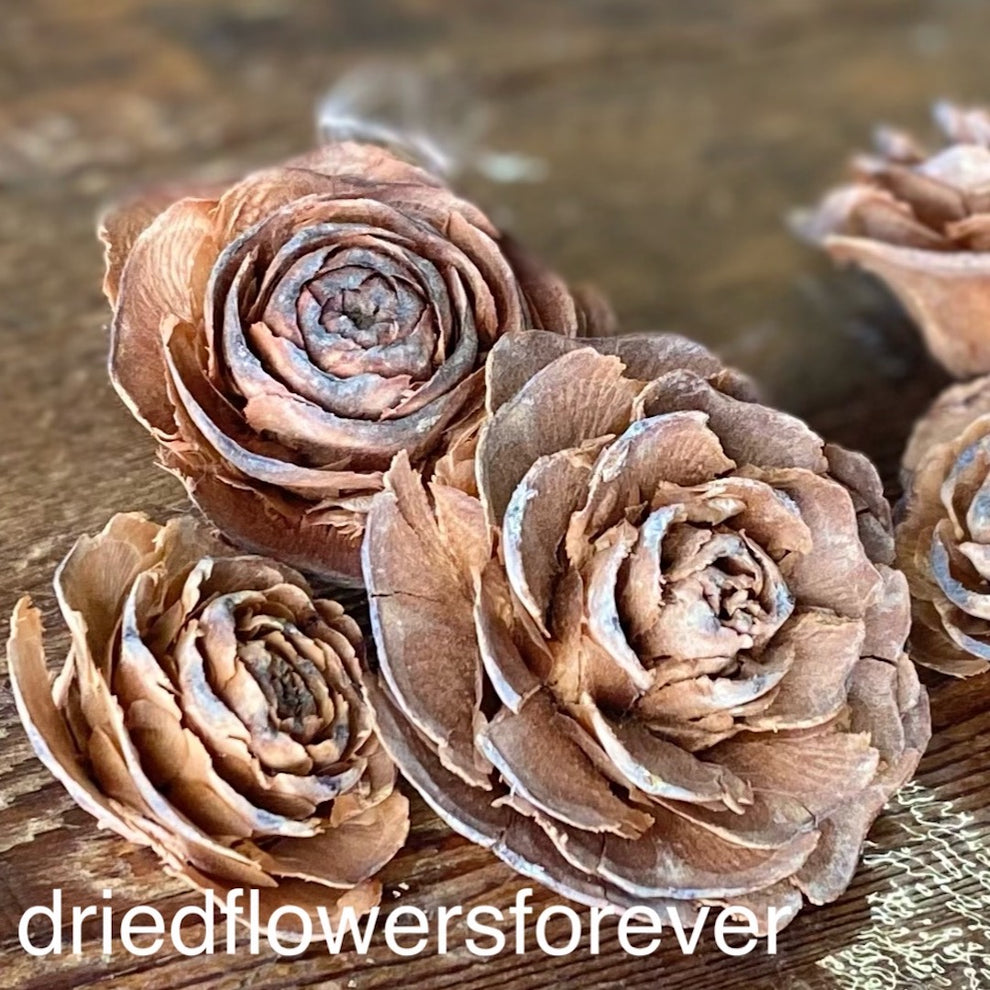 Cedar Roses - 100% Natural - 5 Heads - Dried Flowers Forever - DIY